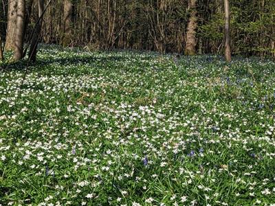 7.86 acres, Lot 3, Southroad Wood Warehorne Road, Ashford, Kent, TN26 3RJ